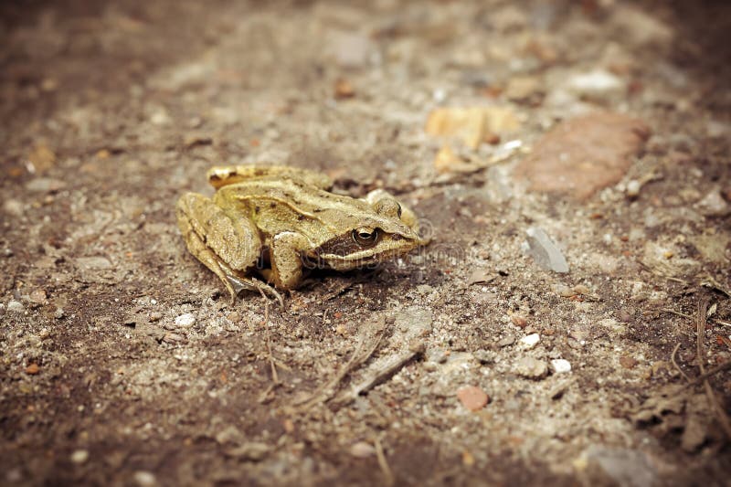 Bog Frog - Forest Trail - Top View Stock Photo - Image of organic ...