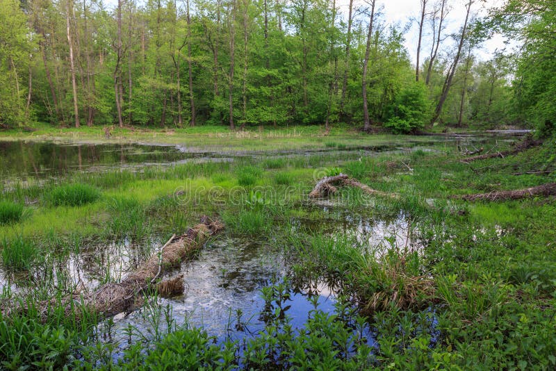 Lush Green Forest Bog In Spring Stock Image - Image of ground, lichens ...