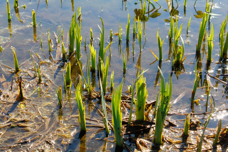 A bog stock image. Image of water, summer, swamp, wildlife - 53316341