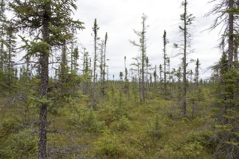 Bog stock photo. Image of quiet, travel, northwoods, northern - 91367298