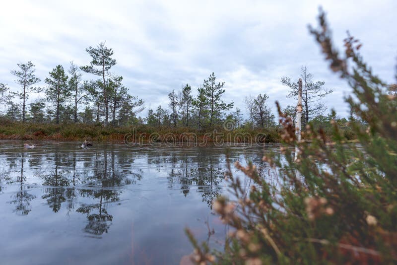 .bog Lake with Tree Reflections in Water and Heather Bush Close Up ...
