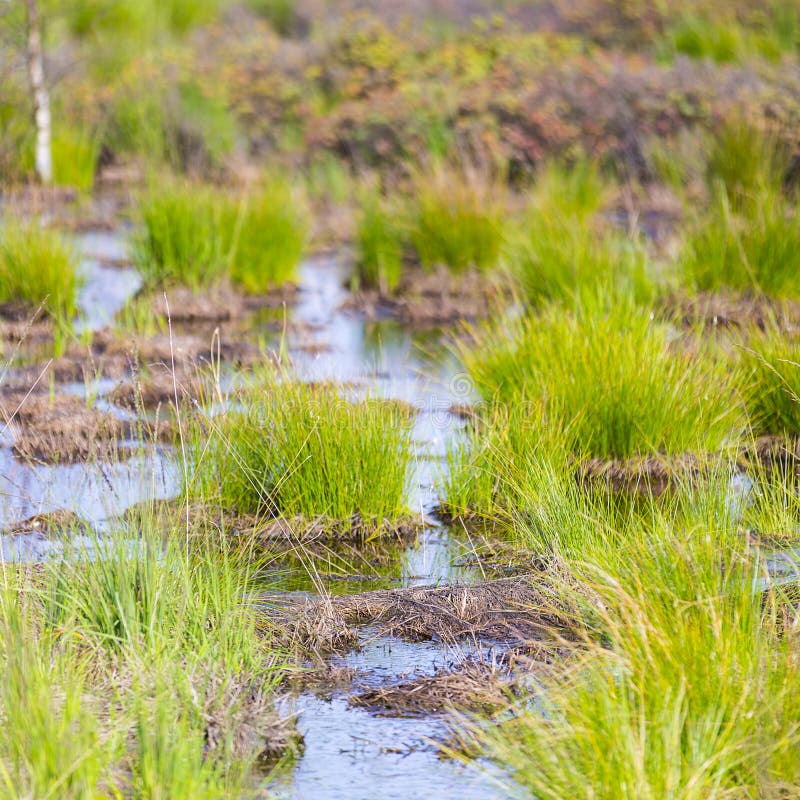 Bog Lake Water in Belgium Veen Stock Photo - Image of hiking, area ...