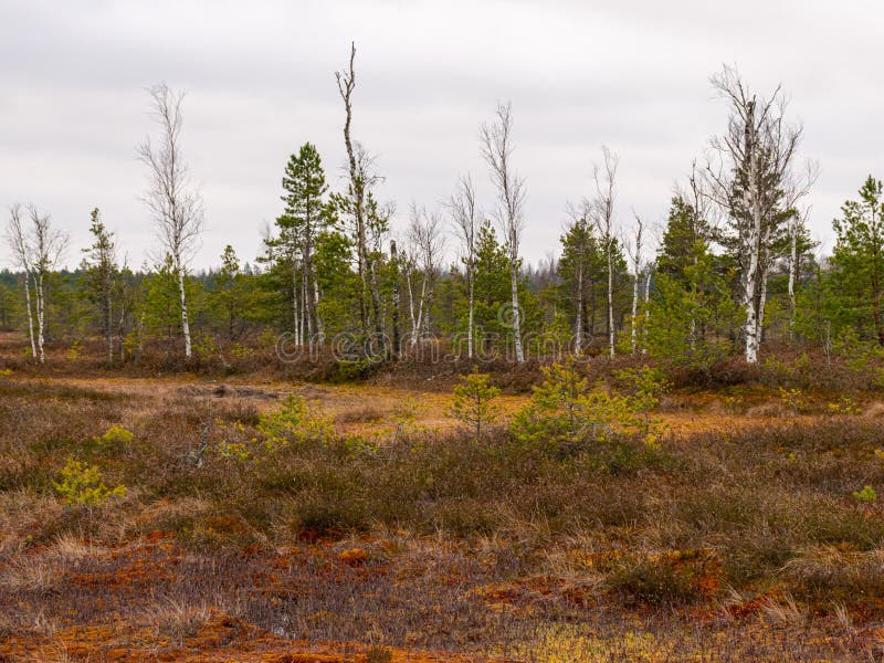 A Lonely Landscape with Bogs Stock Photo - Image of grass, fair: 168389100