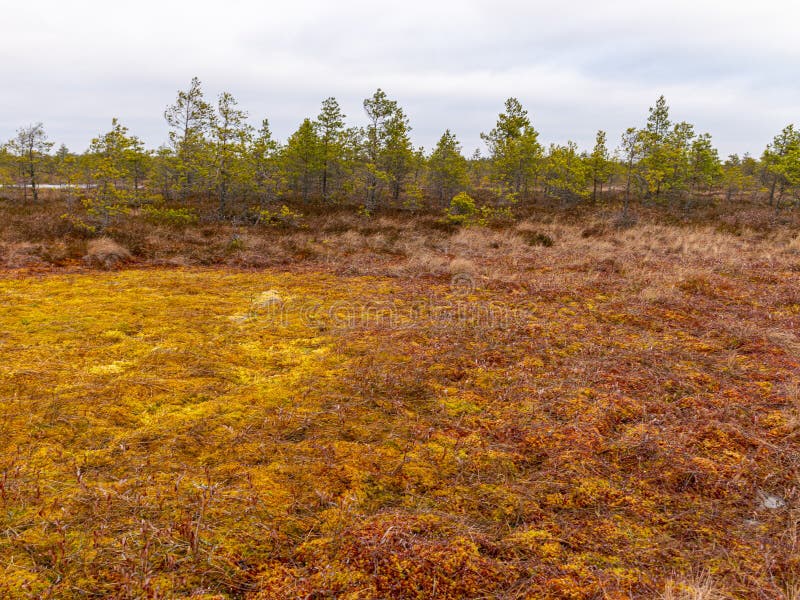 A Lonely Landscape with Bogs Stock Photo - Image of lonely, wood: 168440754