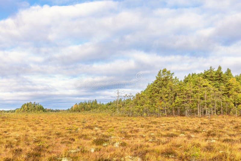 Bog Landscape with a Grove of Pine Trees Stock Image - Image of remote ...