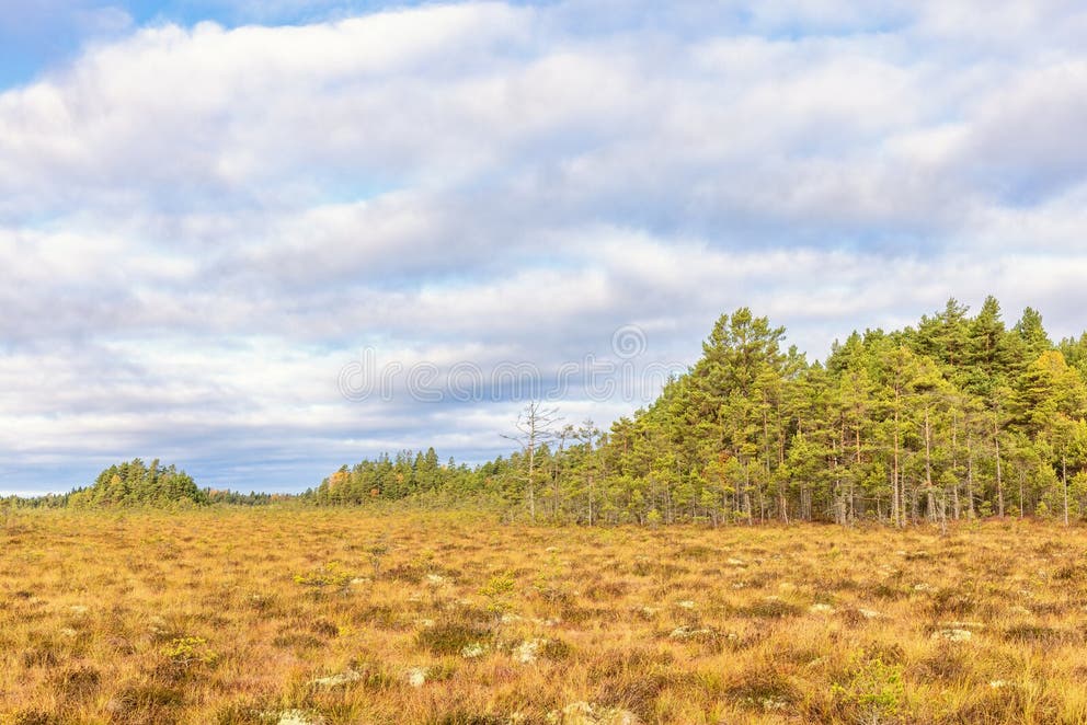 Bog Landscape with a Grove of Pine Trees Stock Image - Image of remote ...