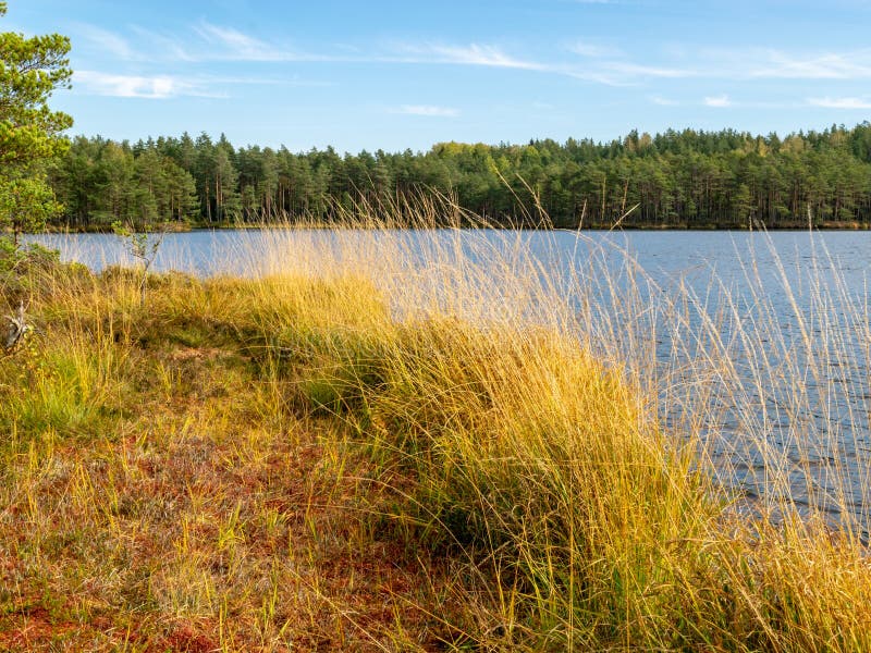 Bog Landscape, Bog Lake, Reflections, Stock Image - Image of ...