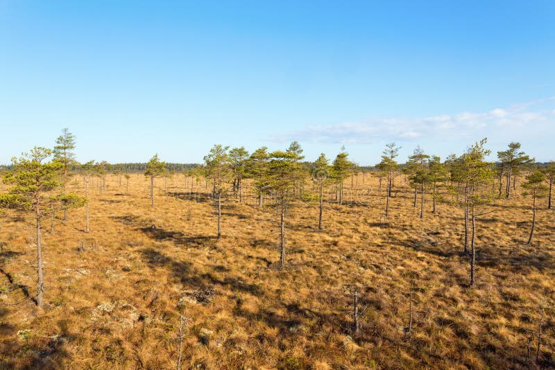 Bog landscape stock image. Image of forest, horizon, ancient - 69966185