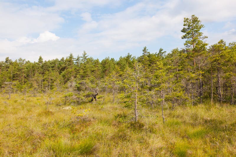 Bog landscape stock photo. Image of woods, calm, scene - 32361314