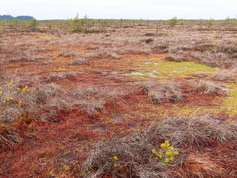 A Lonely Landscape with Bogs Stock Photo - Image of bogs, grass: 168542540