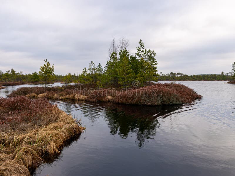 Bog Landscape with Red Mosses, Small Bog Pines Stock Image - Image of ...