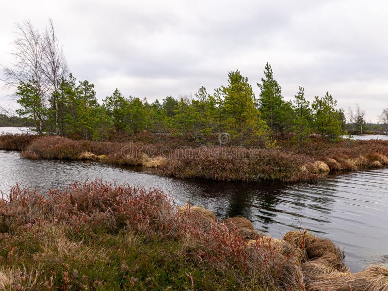 Bog Landscape with Red Mosses, Small Bog Pines Stock Photo - Image of ...
