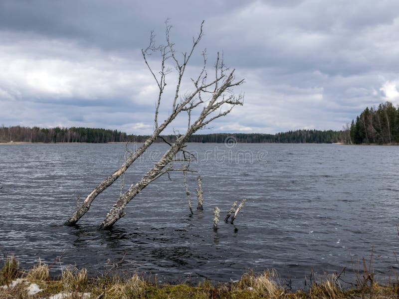 Bog Landscape in Spring, Bog Texture, Bog Trees, Grass and Moss, Bog ...