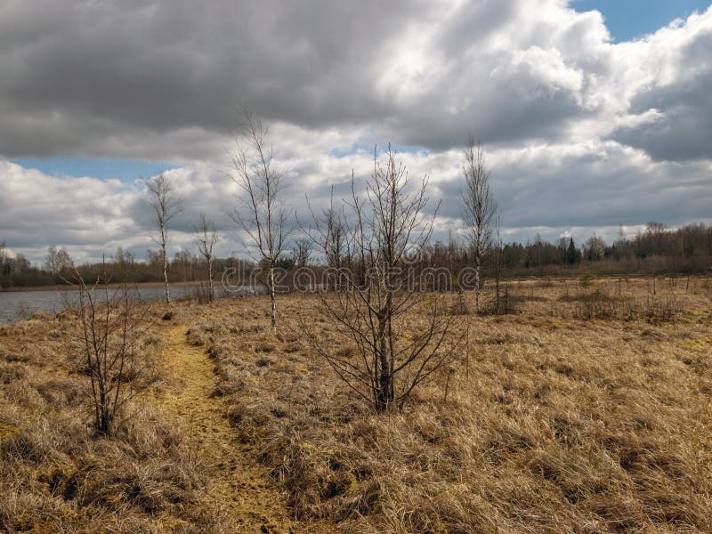Bog Landscape in Spring, Bog Texture, Bog Trees, Grass and Moss, Bog ...