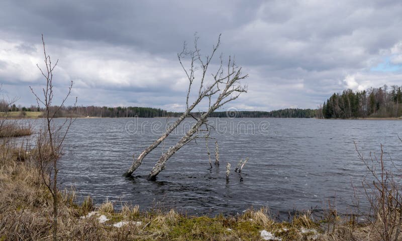 Bog Landscape in Spring, Bog Texture, Bog Trees, Grass and Moss, Bog ...