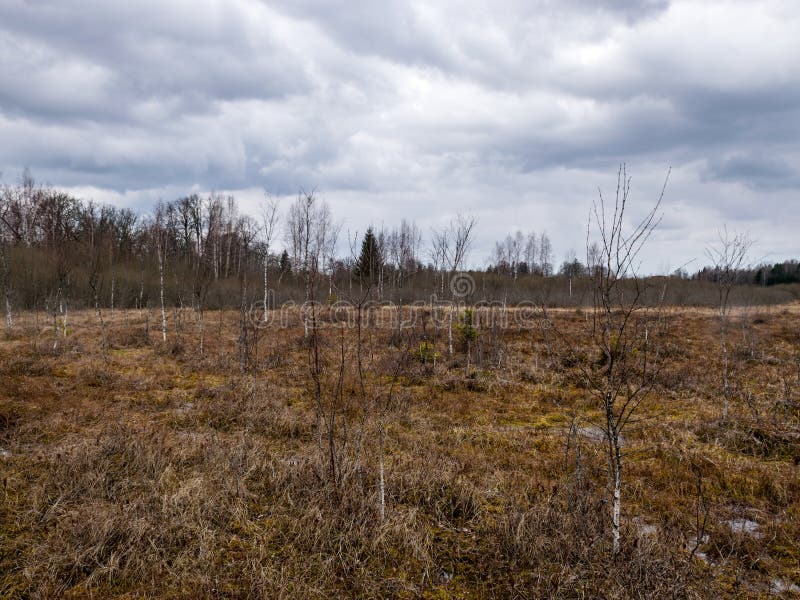 Bog Landscape in Spring, Bog Texture, Bog Trees, Grass and Moss, Bog ...