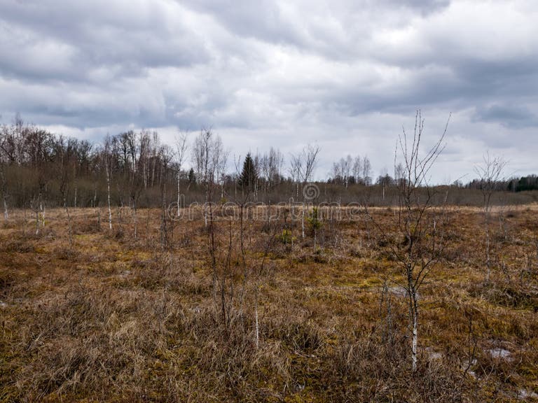 Bog Landscape in Spring, Bog Texture, Bog Trees, Grass and Moss, Bog ...