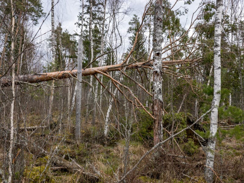 Bog Landscape in Spring, Bog Texture, Bog Trees, Grass and Moss, Bog ...