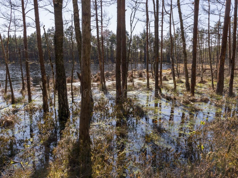 Bog Landscape with Tree Trunks in Water Stock Photo - Image of nature ...