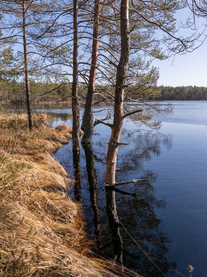 Bog Landscape with Tree Trunks in Water Stock Photo - Image of ...