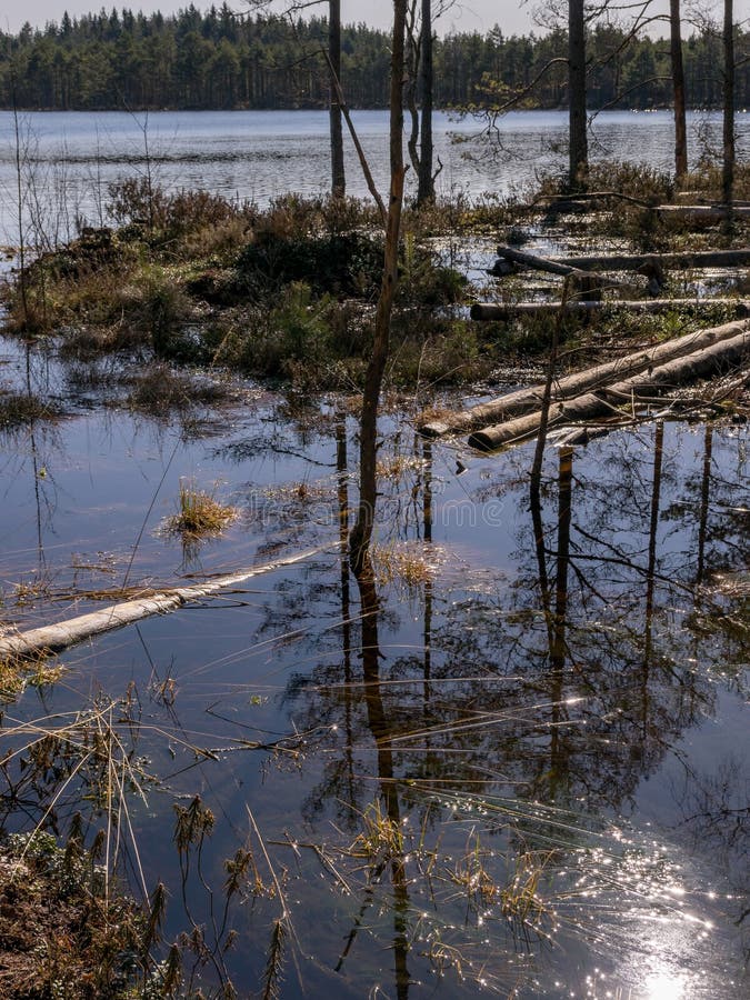 Bog Landscape with Tree Trunks in Water Stock Photo - Image of tree ...