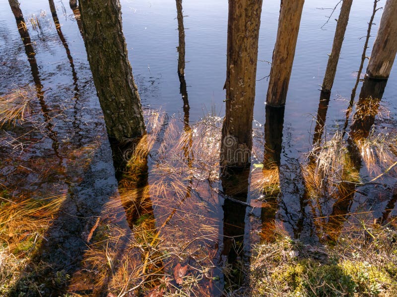 Bog Landscape with Tree Trunks in Water Stock Image - Image of nature ...