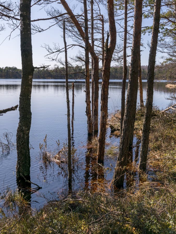 Bog Landscape with Tree Trunks in Water Stock Photo - Image of trunks ...