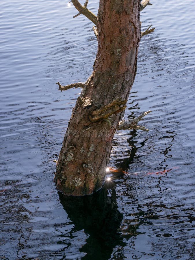 Bog Landscape with Tree Trunks in Water Stock Photo - Image of wood ...