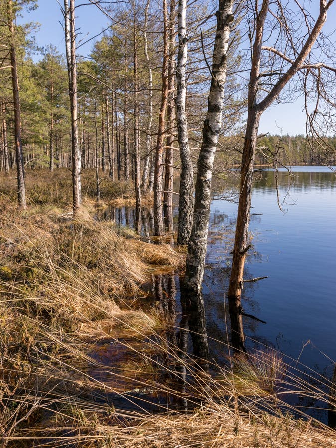 Bog Landscape with Tree Trunks in Water Stock Photo - Image of tree ...