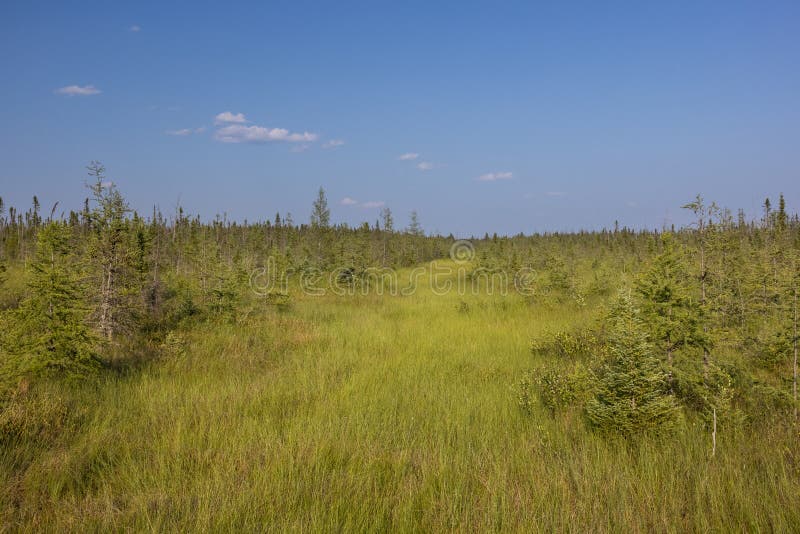 A Bog Scenic Landscape stock image. Image of black, fens - 226457979