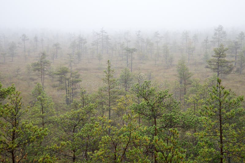 Bog Landscape with Trees in Swamp Stock Photo - Image of land, meadow ...