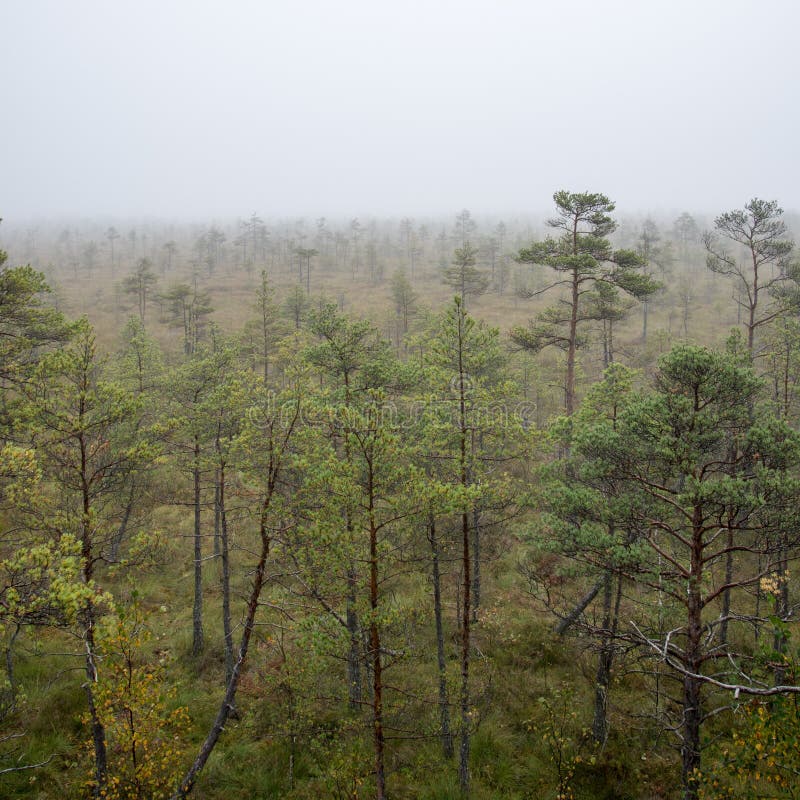 Bog Landscape with Trees in Swamp Stock Photo - Image of lily ...