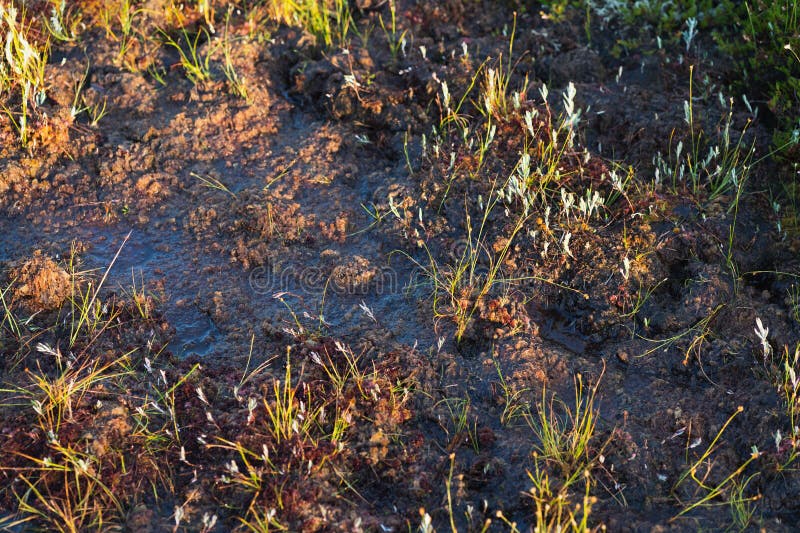 Bog, Marsh in the Seli Swamp, Close-up Photo Stock Photo - Image of ...