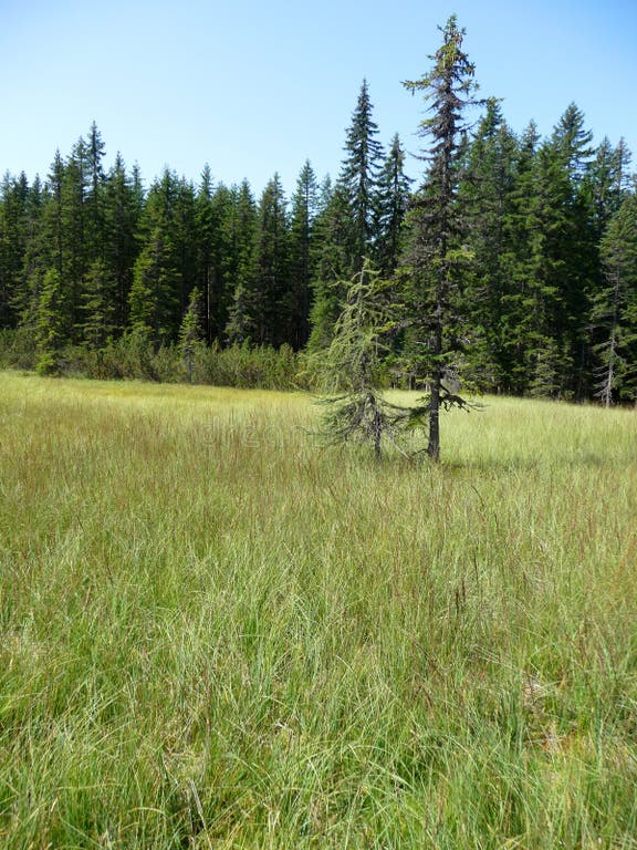 Bog meadow stock image. Image of region, moist, wetland - 312001101