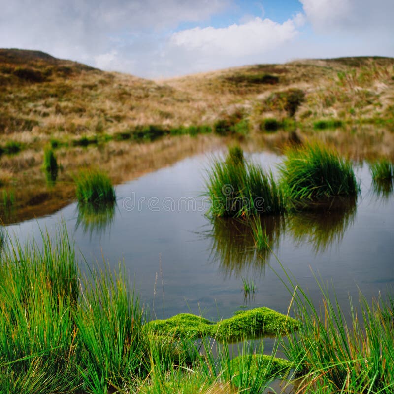 Bog in mountains stock photo. Image of green, bush, pond - 16516456