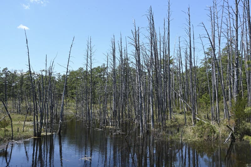 White Cedar Bog stock image. Image of dark, atlantic - 206967569