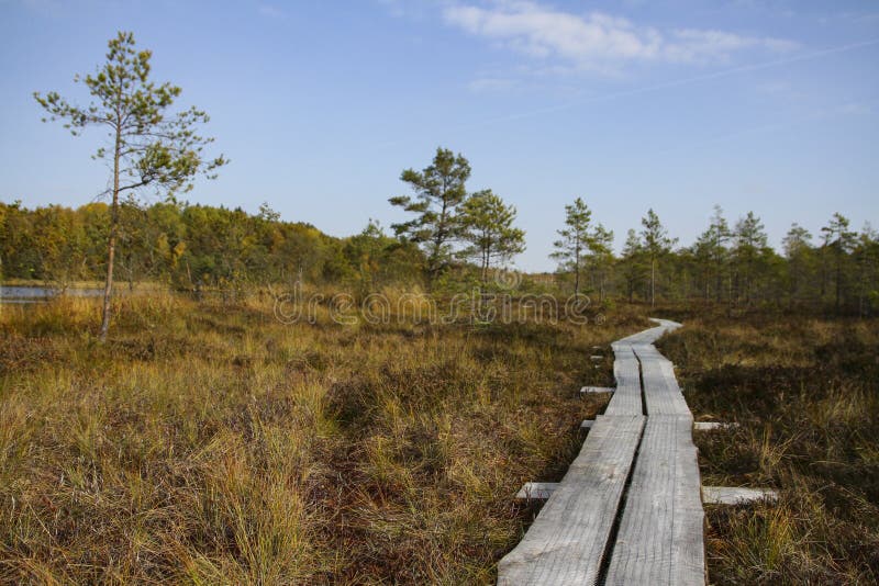 Bog in North Europe. Low Nutrient Bog Has Mainly Stunted Trees and Moss ...