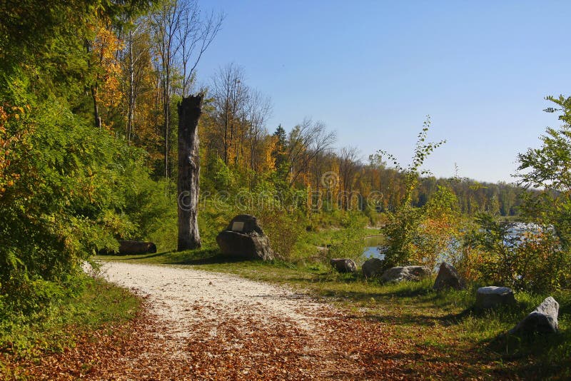 Bog oak stock image. Image of fotoping, natural, wood - 16993237