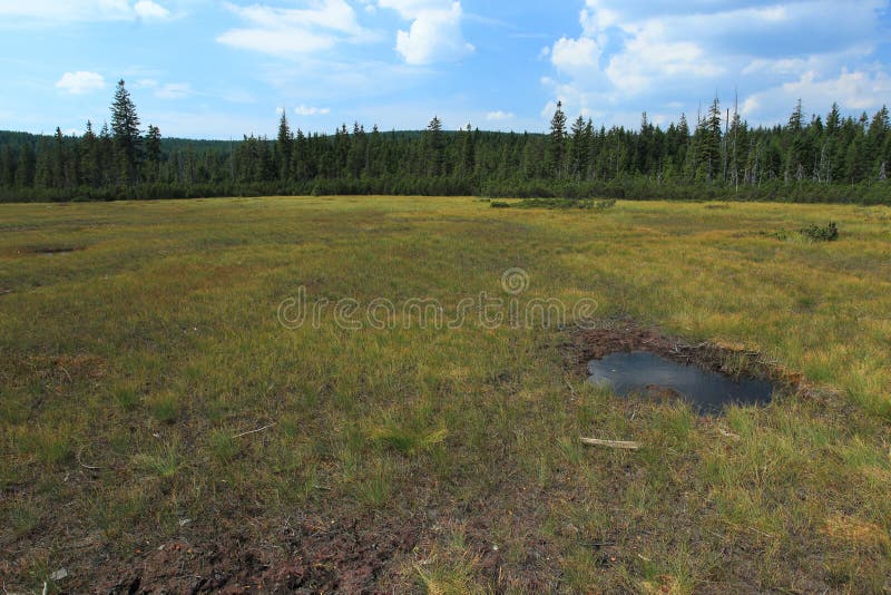 Bog Pool in Jizera Mountains Stock Photo - Image of mountains, republic ...