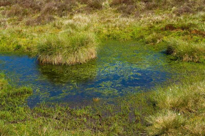 Bog pool stock photo. Image of marshy, boggy, wales, upland - 41069810