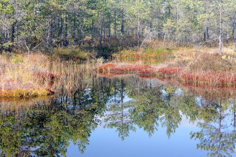 Bog-pools stock image. Image of estonia, draff, moor - 45333589