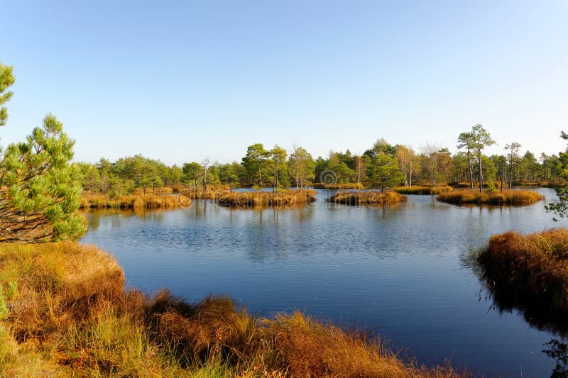 Bog-pools stock image. Image of moor, europe, estonia - 45333609