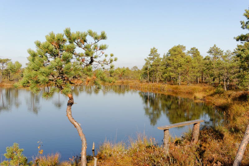 Bog-pools stock image. Image of estonia, reflection, pool - 45333623