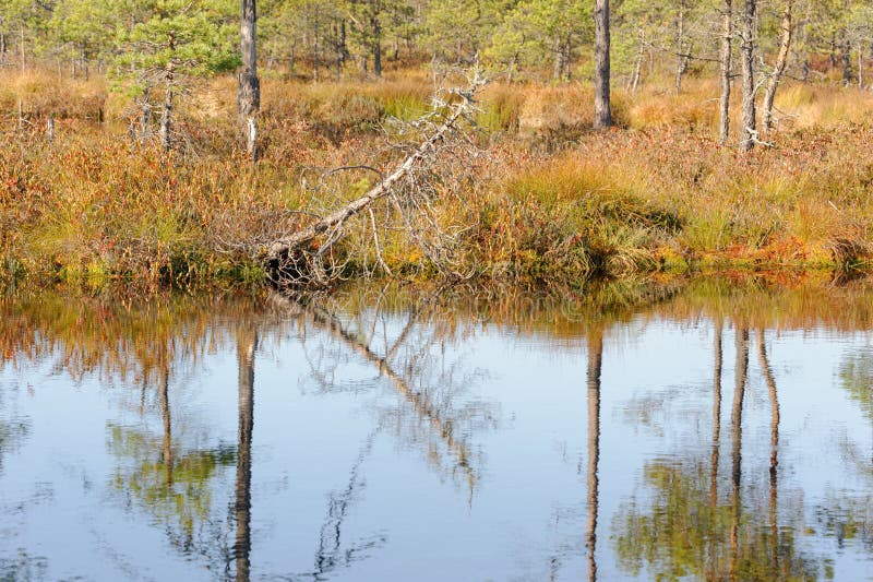 Bog-pools stock photo. Image of mire, estonia, grain - 45333652