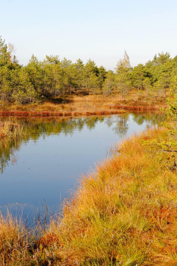 Bog-pools stock image. Image of estonia, grain, brewery - 45333675