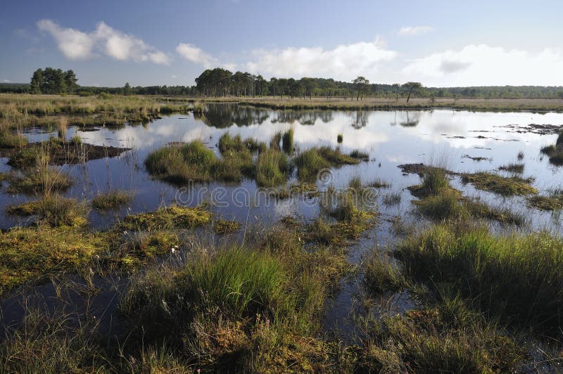 Bog Pools stock photo. Image of morning, britain, england - 34904730