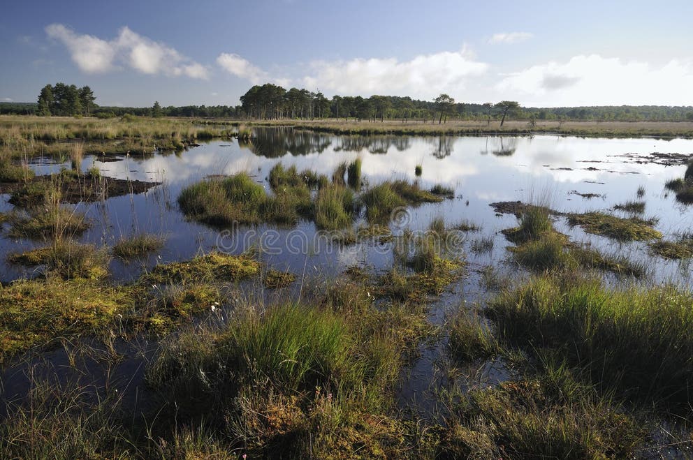 Bog Pools stock photo. Image of morning, britain, england - 34904730