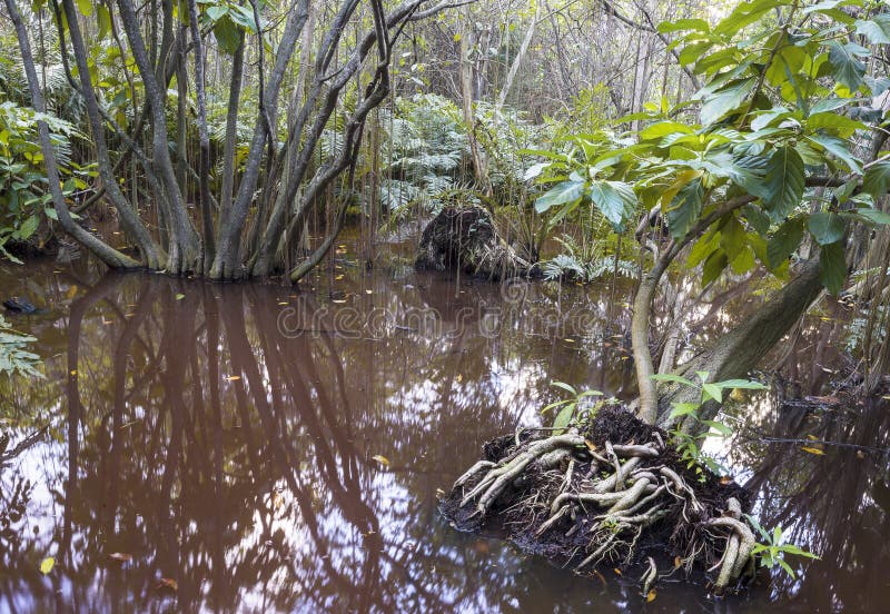 The Bog in the Primeval Forest with Trees and Plants Stock Photo ...