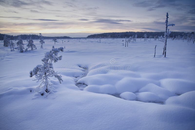 Bog Protected Area in Winter Stock Image - Image of view, open: 235738535