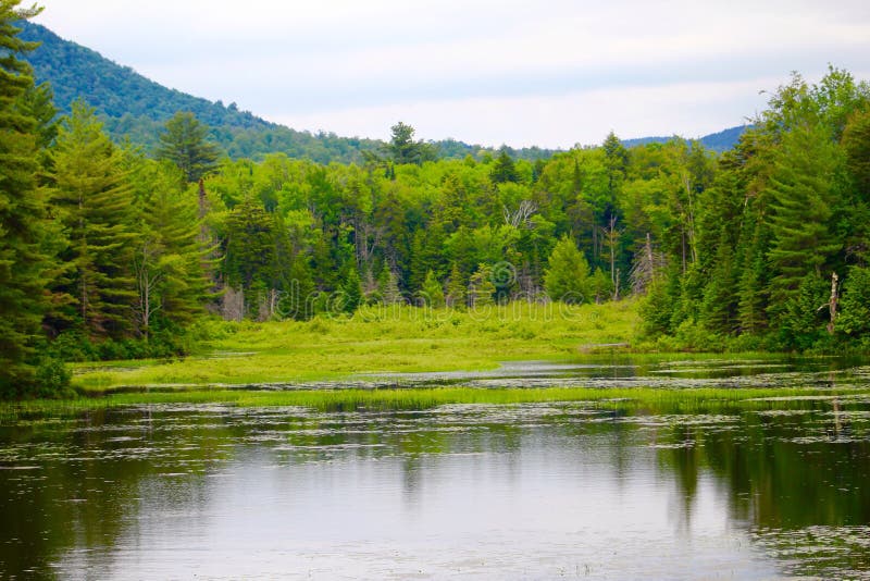 Bog River stock photo. Image of flow, landscape, york - 95837942